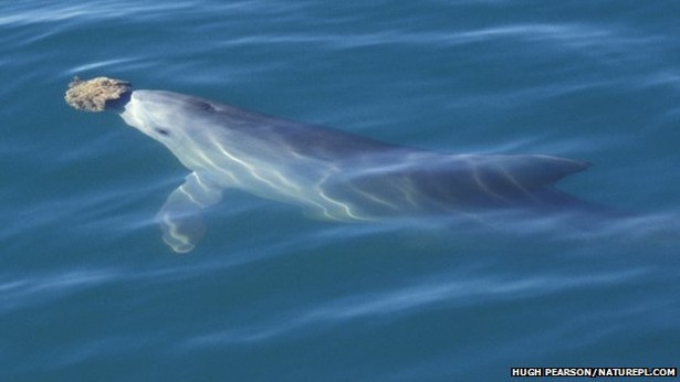 Dolphin Day 2K16 – The Edge